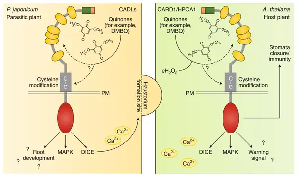 Nature | 同一个类受体激酶，可感知胞外过氧化氢和植物醌类物质！ - 知乎