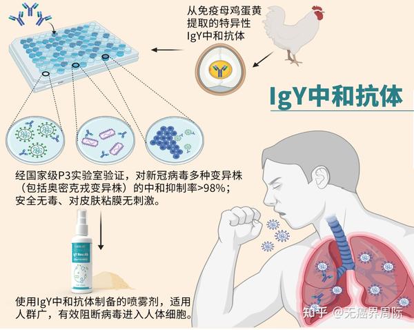 一篇文章告诉你：IgY中和抗体为什么能抑制、阻断新冠病毒？ - 知乎