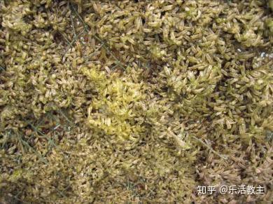 中国热带农业科学院生物所成果转化之：琼枝麒麟菜、长茎葡萄蕨藻、马尾藻等大型海藻养殖技术 - 知乎