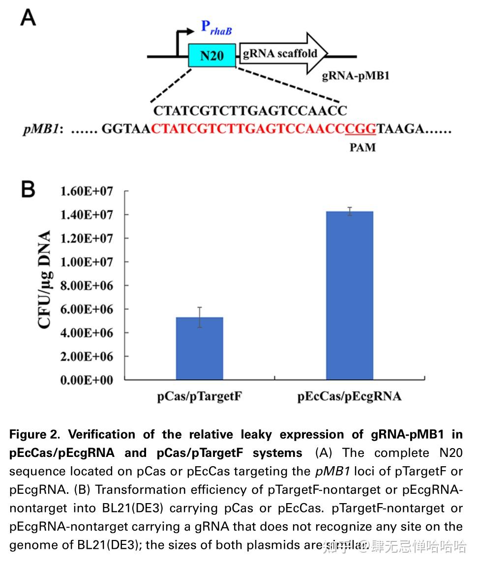 CRISPR Cas9 技术在大肠杆菌中的应用pCas/pTargetF system vs. pEcCas/pEcgRNA - 知乎