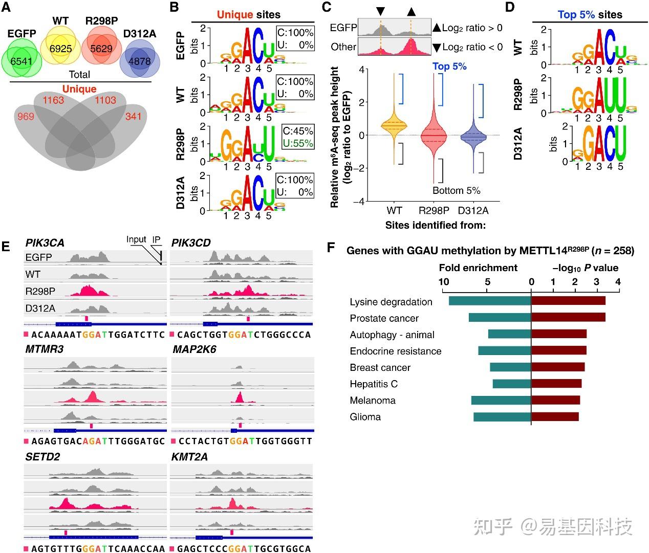 易基因：MeRIP-seq揭示METTL3-METTL14特异性重编程m6A RNA甲基化修饰并促进肿瘤进展｜Sci Adv - 深圳市易基因科技 - 博客园