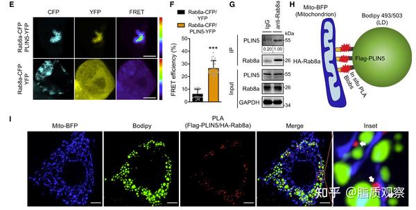 AMPK通过调节Rab8a-Plin5互作促进脂滴线粒体互作 - 知乎