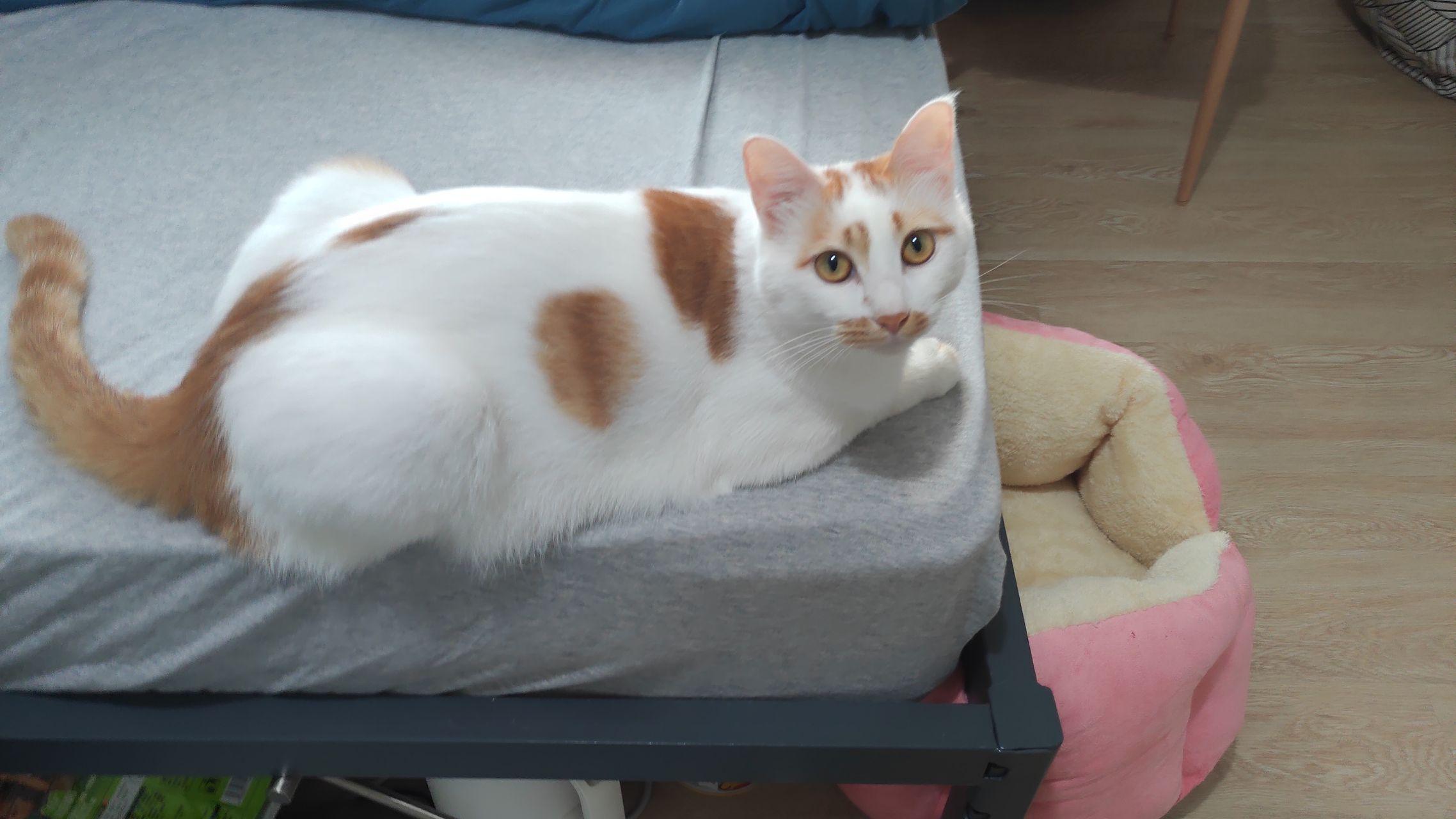 大猫和新来的小猫如何相处 知乎