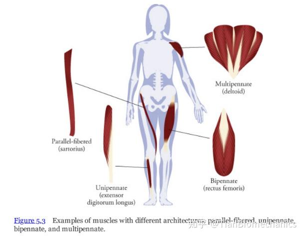 生物力学书籍-《Biomechanics of Movement》-Muscle Architecture and Dynamics - 知乎