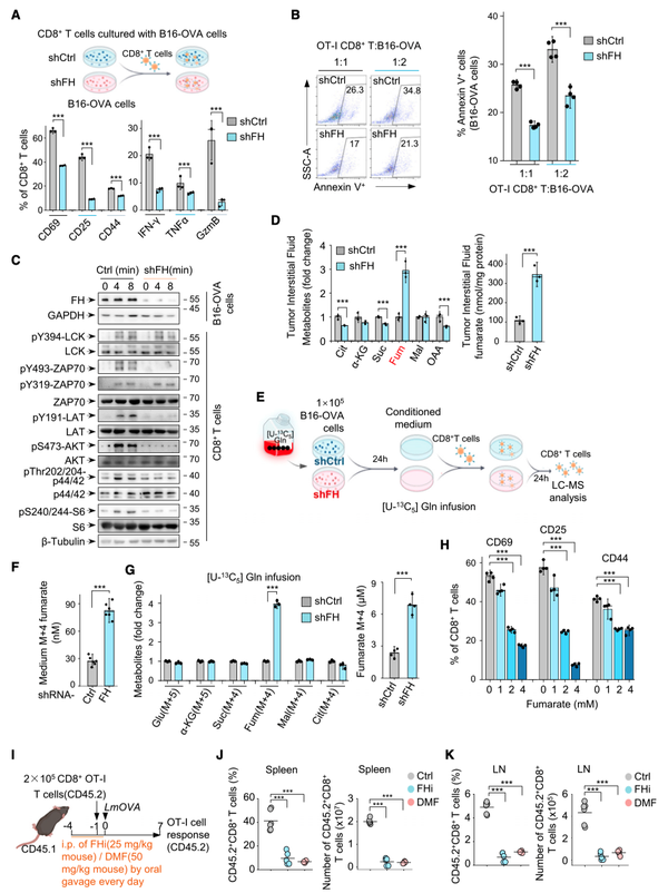 Cell Metabolism丨癌细胞来源的富马酸盐抑制肿瘤微环境中 CD8+ T 细胞的抗肿瘤能力 - 知乎