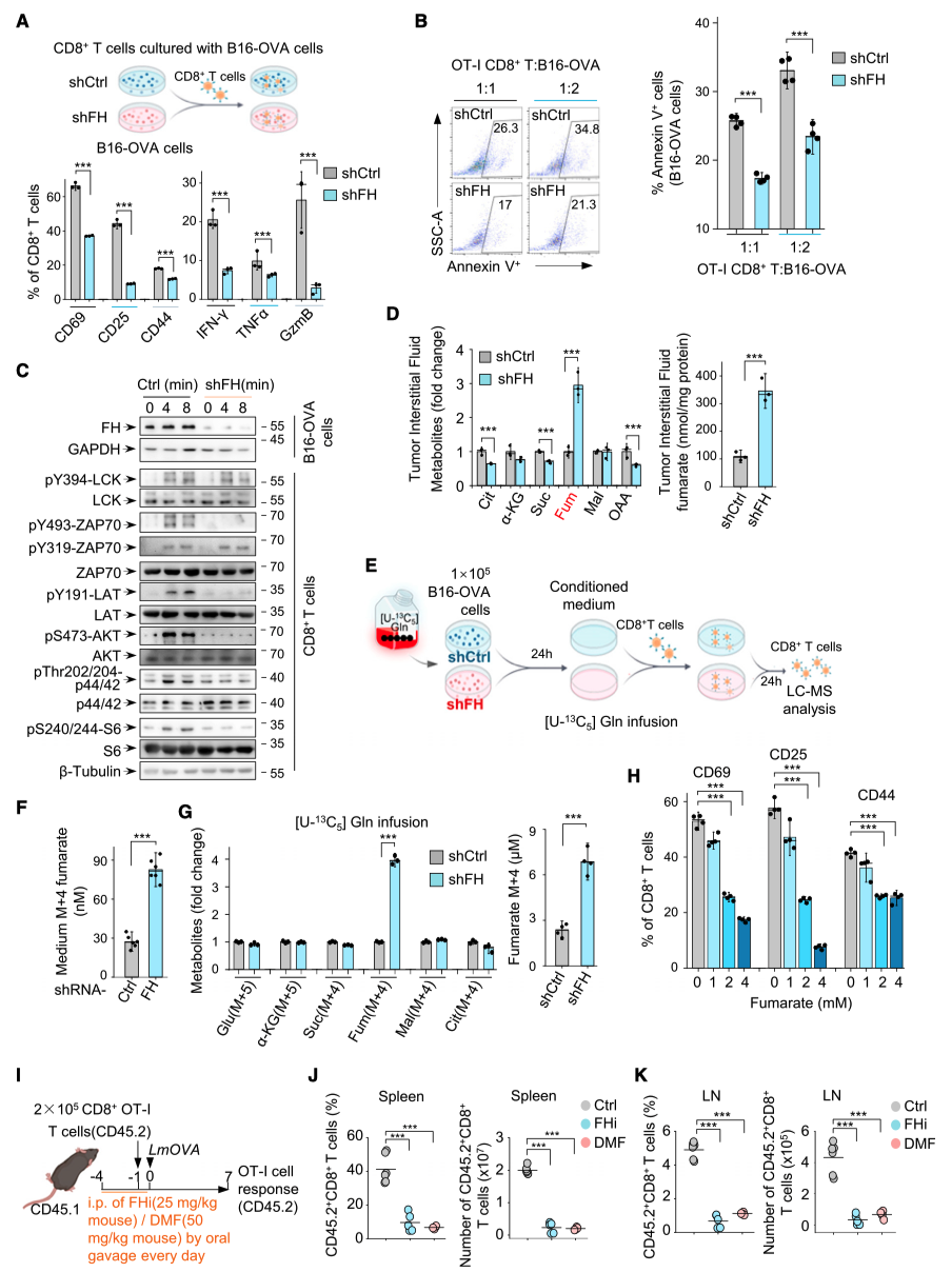 Cell Metabolism丨癌细胞来源的富马酸盐抑制肿瘤微环境中 CD8+ T 细胞的抗肿瘤能力 - 知乎