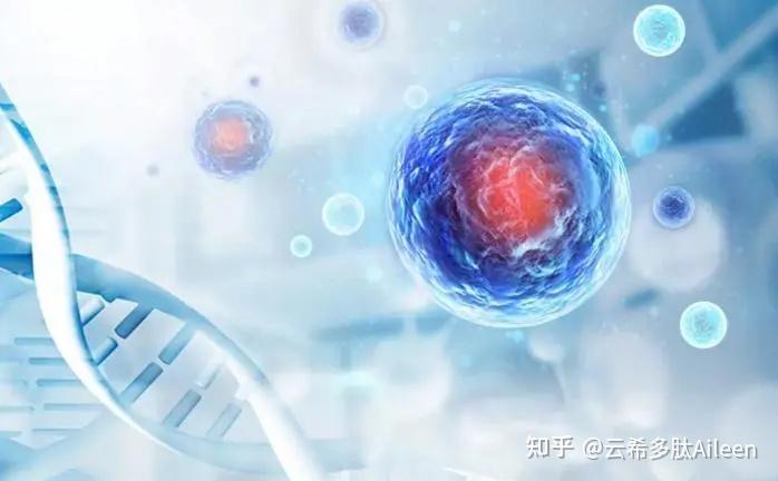 Adamax 多肽定制合成 - 知乎