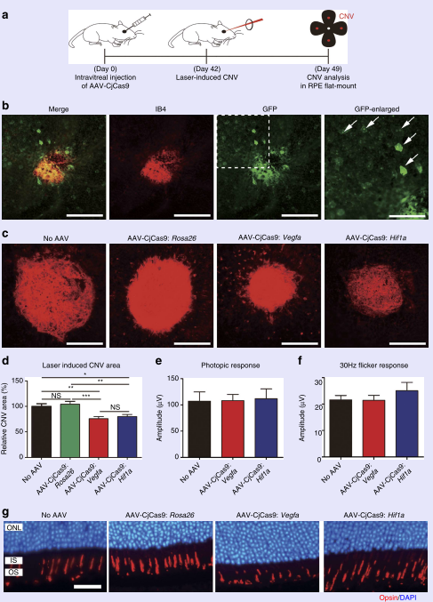 腺相关病毒AAV在眼科中应用研究 - 知乎