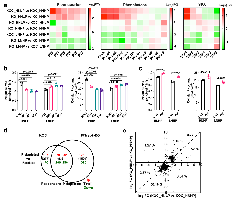 Nat Commun | 林森杰团队揭示胰蛋白酶介导调控浮游植物氮磷营养盐平衡的新机制 - 知乎