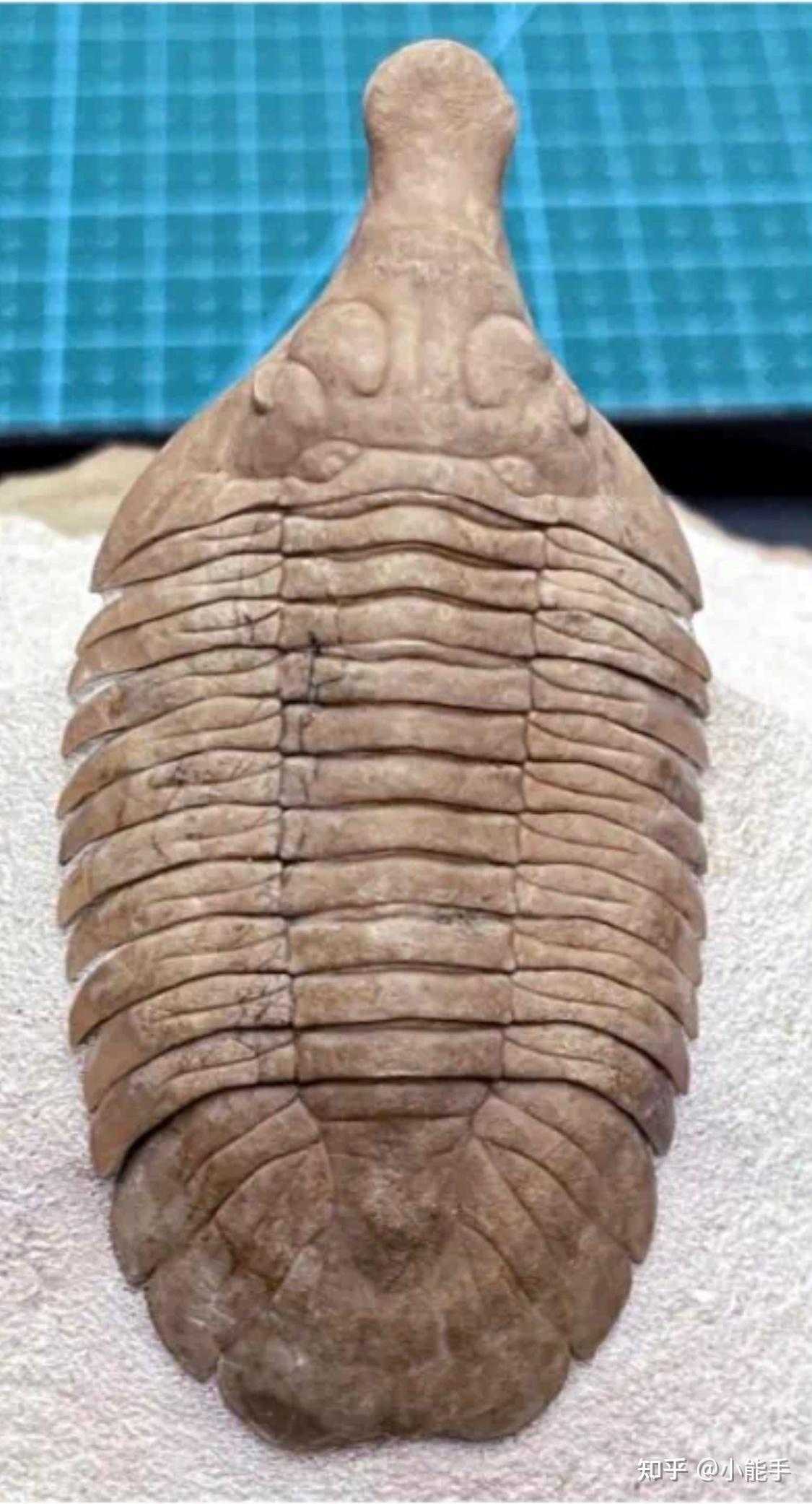 【三叶虫分类科普 2/ N 】裂肋虫目 - Lichida - 知乎