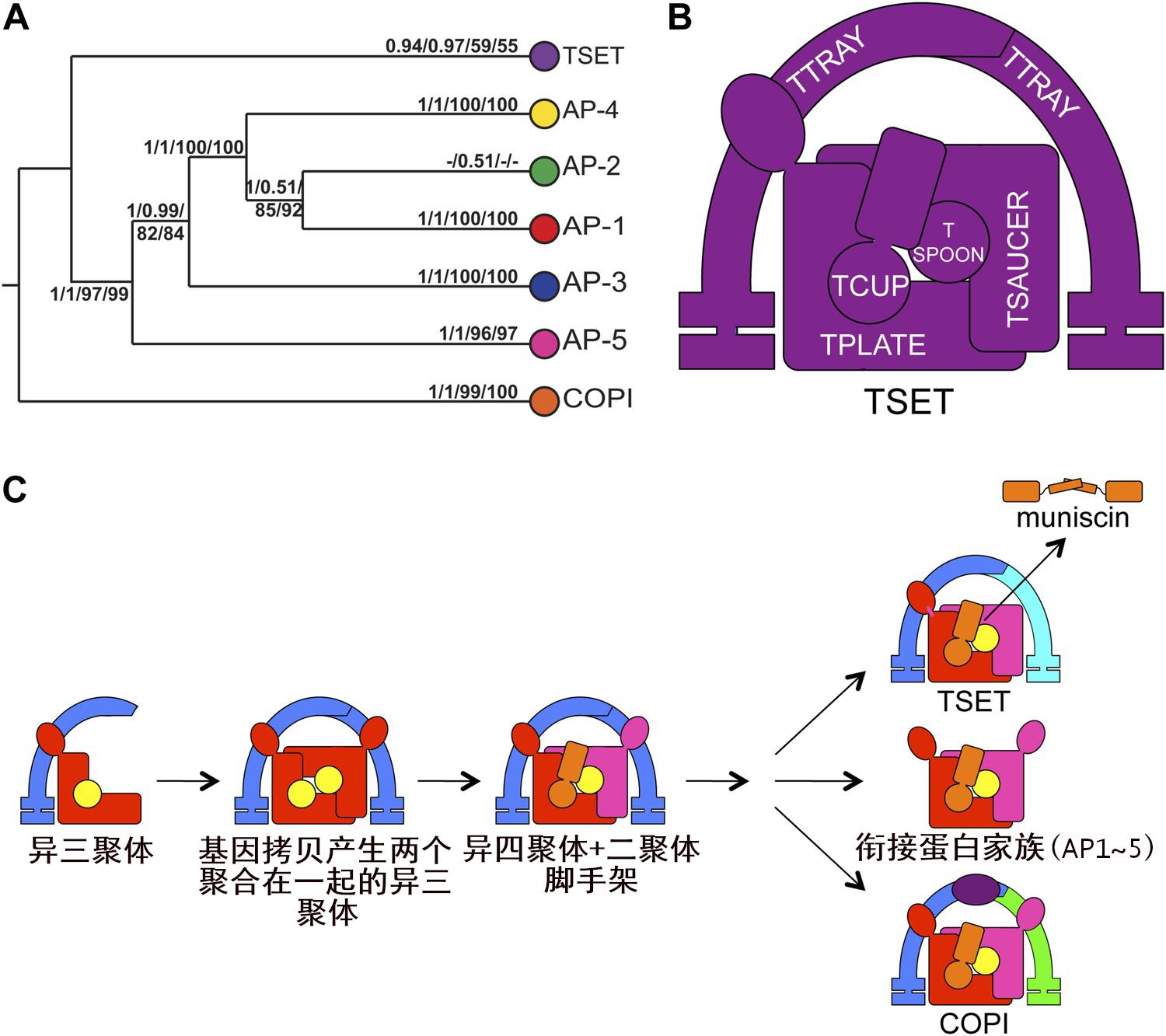 【胞吞与生物膜系统·其七】索尔古菌与原体膜衣蛋白模型：一锤定音！？ - 知乎