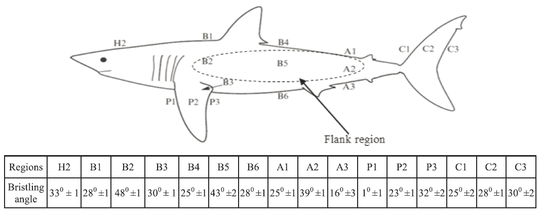 【地球演义】鲛腾记3：齿 - 知乎