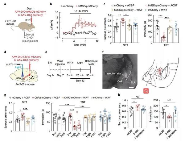 【文献解读】《Nature Neuroscience》发现慢性疼痛伴发抑郁症的神经环路 - 知乎