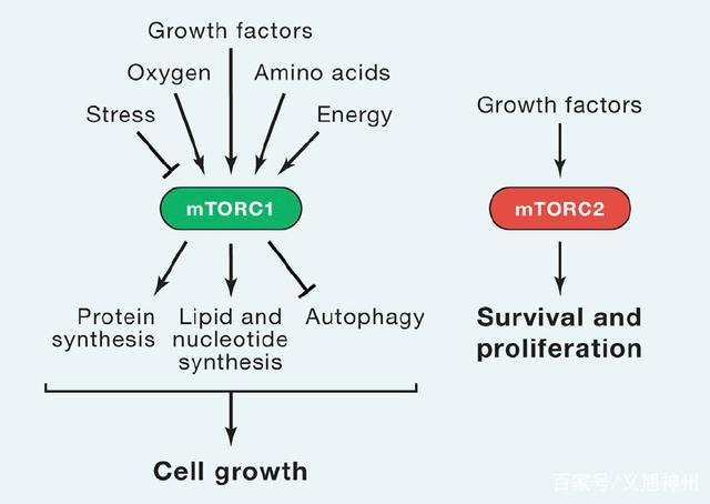 mTOR相关肿瘤治疗思路 - 知乎
