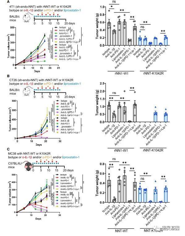 Mol Cell | 中山大学肿瘤医院徐瑞华团队发现 IL-1β诱导铁死亡机制 - 知乎