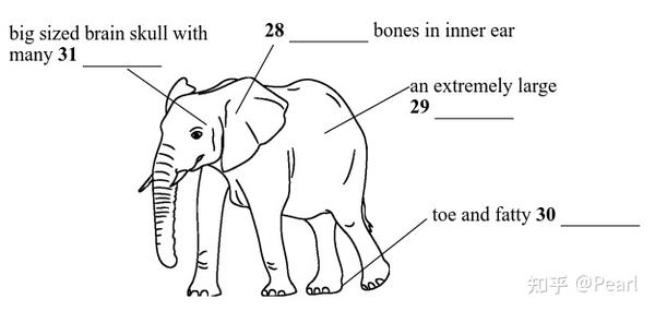 9分达人阅读第29套P3-Elephant Communication - 知乎
