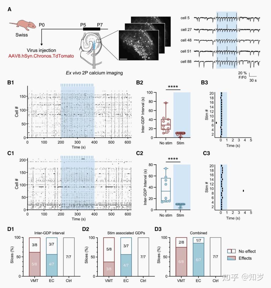 Neuron|出生后早期海马CA1回路的外部控制 - 知乎