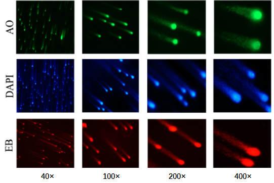 彗星实验（Comet assay）如何做？ - 知乎