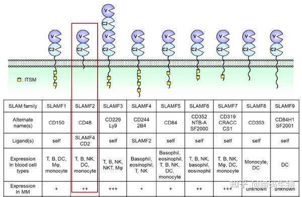 肿瘤免疫靶点 | CD48 - 知乎