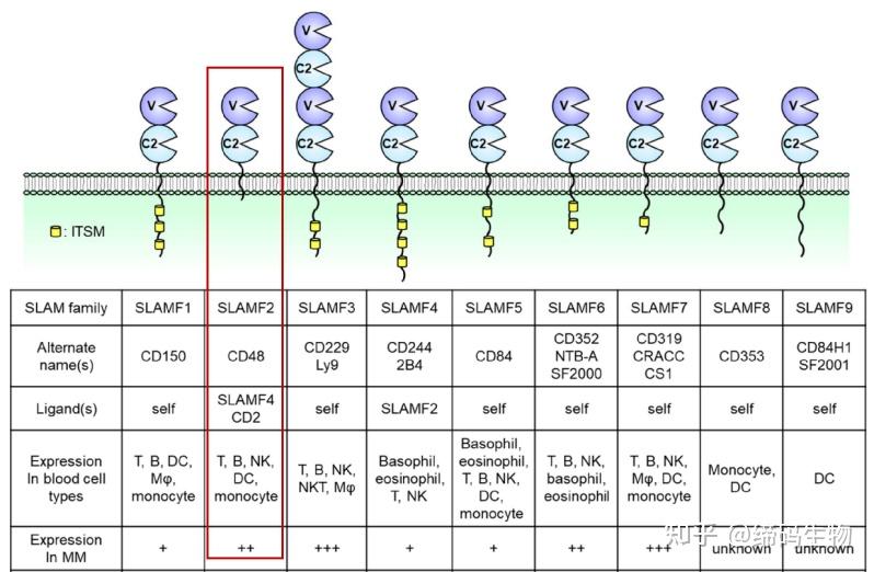 肿瘤免疫靶点 | CD48 - 知乎