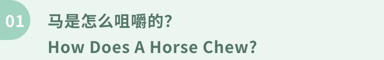 【科普】马的咀嚼方式及解剖结构对咀嚼运动的影响How Does A Horse Chew &How Anatomy Influences ...