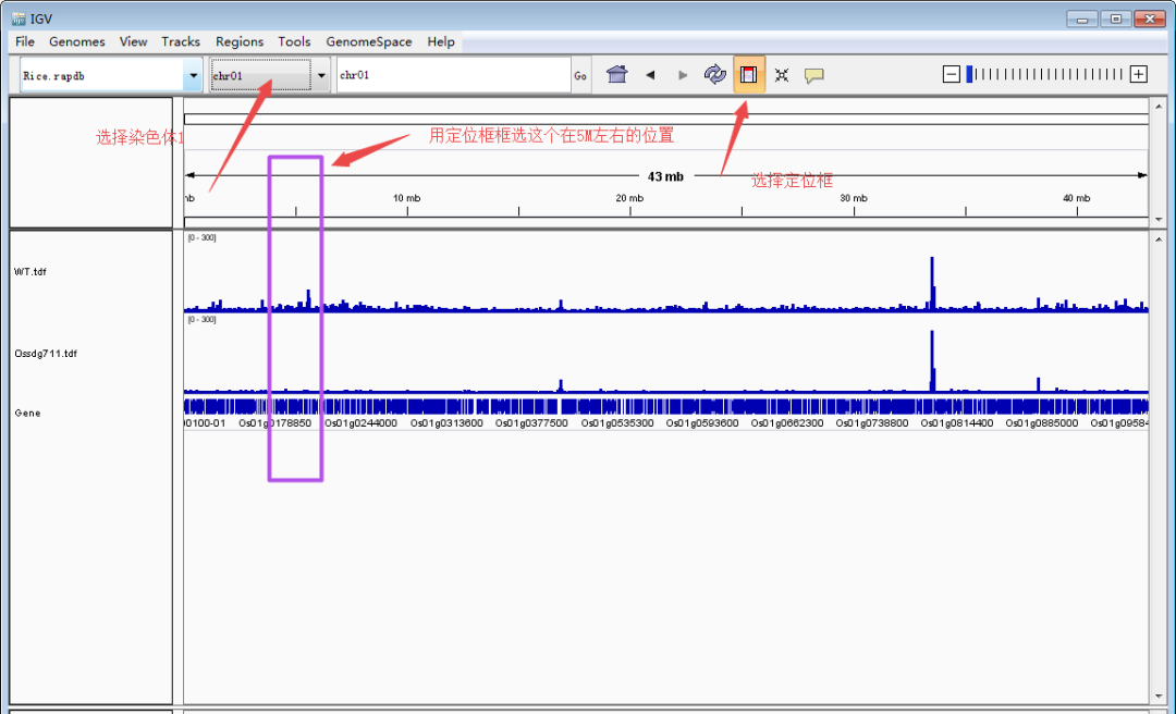 ChIP-seq/DAP-seq/ATAC-seq/CUT&Tag结果可视化-IGV使用攻略 - 知乎