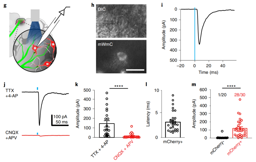 小布Tips | 顺行示踪工具-- mWGA - 知乎