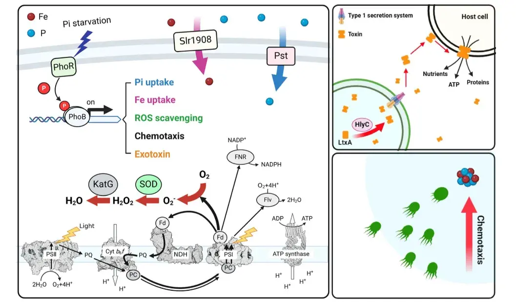 项目文章 | Nature Commun&蓝藻转录因子PhoB对磷/铁的营养元素限制的调控机制 - 知乎