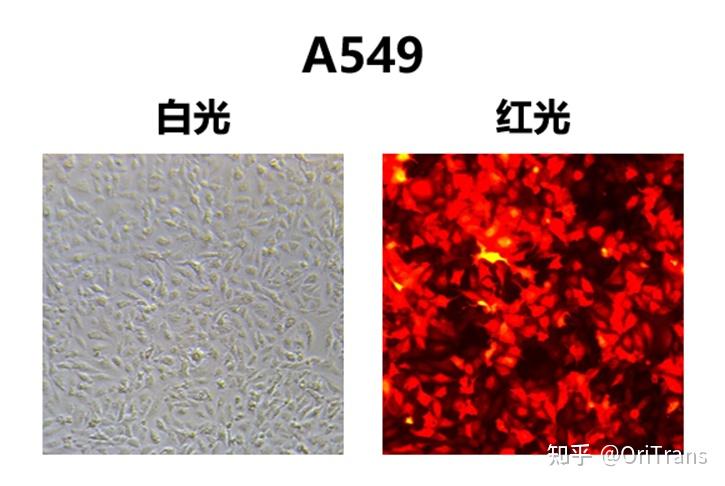 案例分享 | 慢病毒介导A549细胞基因递送 - 知乎