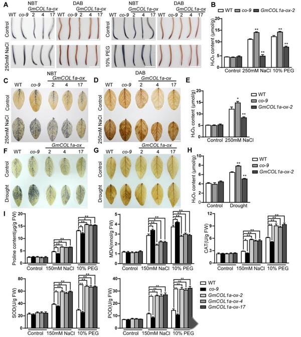 CONSTANS-LIKE 1a 正向调节大豆的耐盐耐旱性 - 知乎