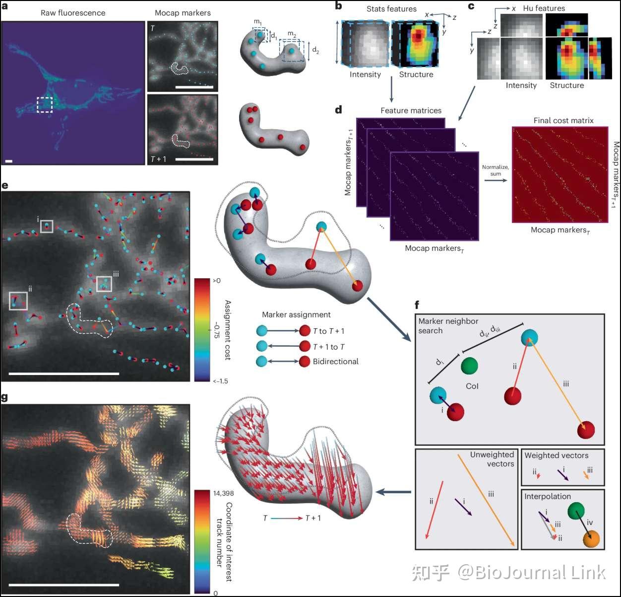 生物图像 | Nat.Methods | Nellie：自动化细胞器分割、跟踪和二维/三维活细胞显微镜下的层级特征提取 - 知乎