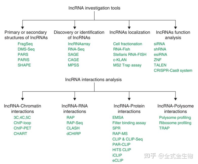 LncRNA的作用机制及研究方法 - 知乎