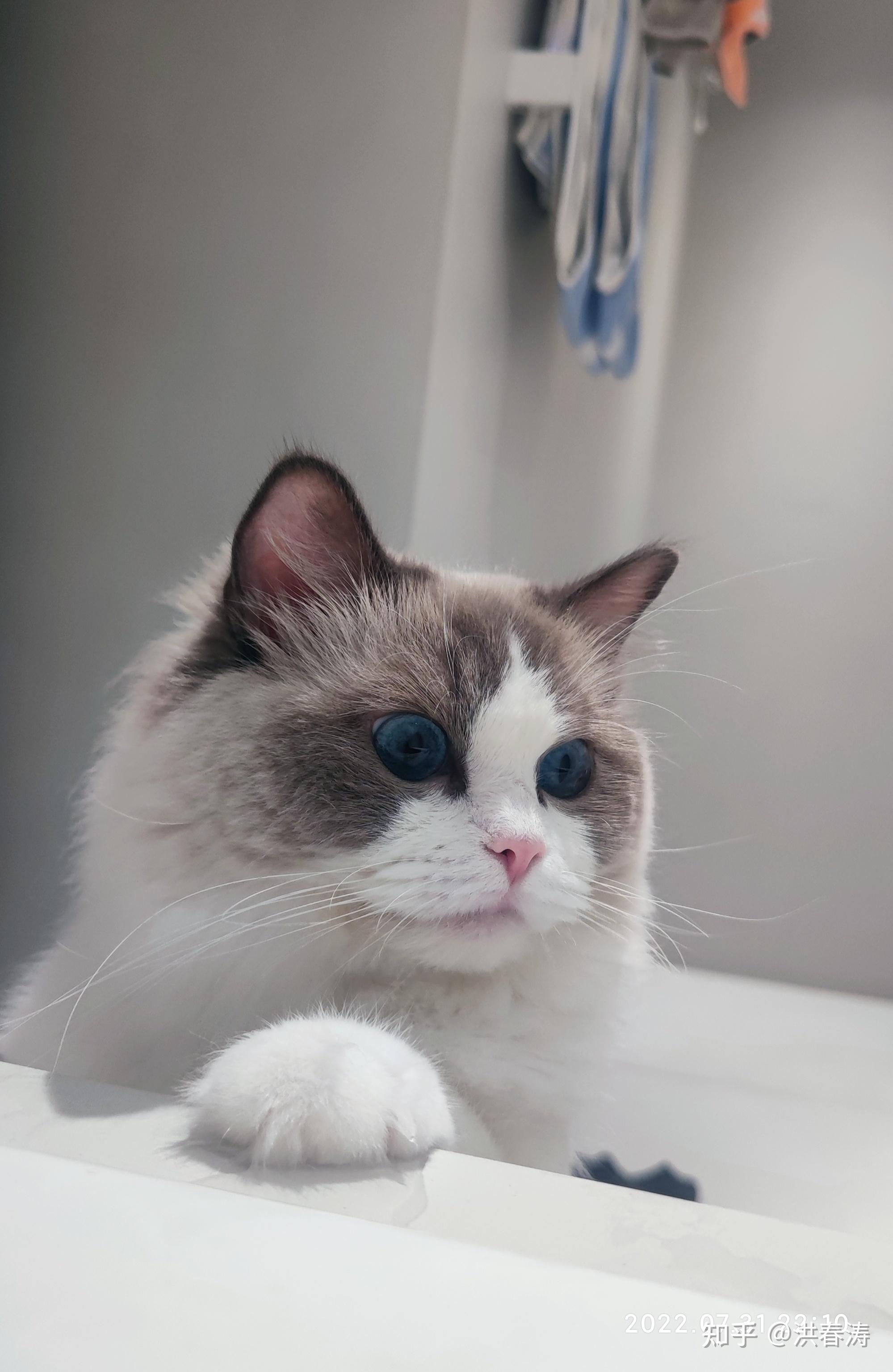我的猫咪饮水机进化史 知乎