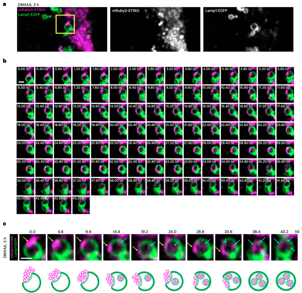 Nature Cell Biology丨STING 信号通过源自循环核内体的 ESCRT 依赖性囊泡微自噬而终止 - 知乎