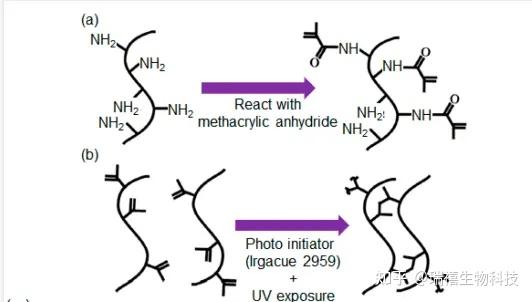 甲基丙烯酰化明胶Gelma/透明质酸HAMA 光固化水凝胶的性能 - 知乎
