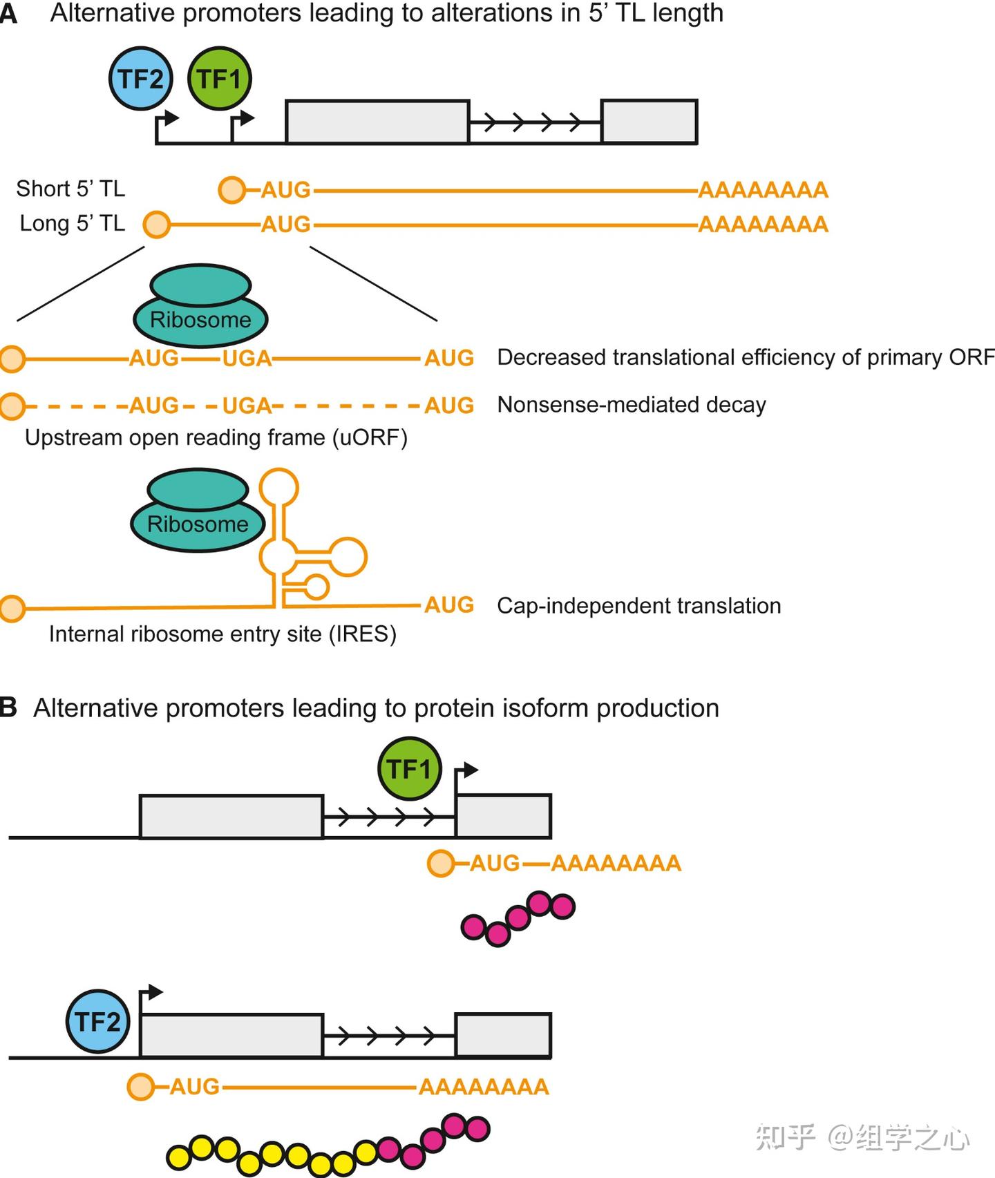 Nat Rev Genet | 如果DNA序列能“说话”？深度学习S2E（序列2表达）模型正在听懂基因组的调控秘密！ - 知乎