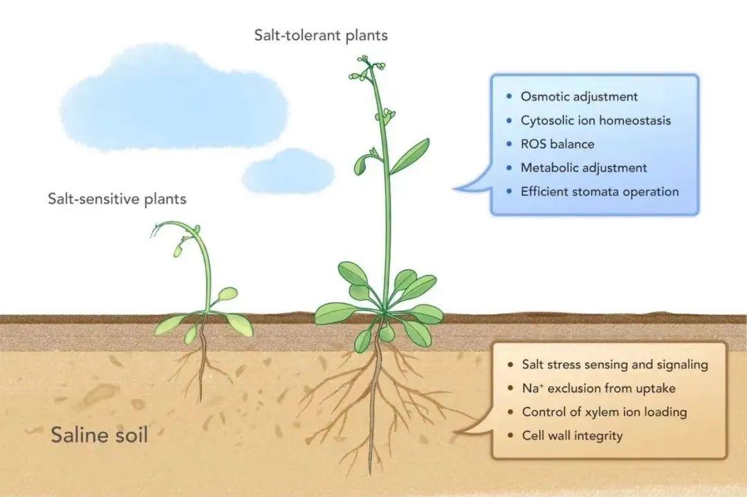 中国英文科技期刊推介：The Innovation - 知乎