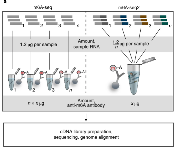 国自然热点 | m6A修饰作用机制研究方法 - 知乎