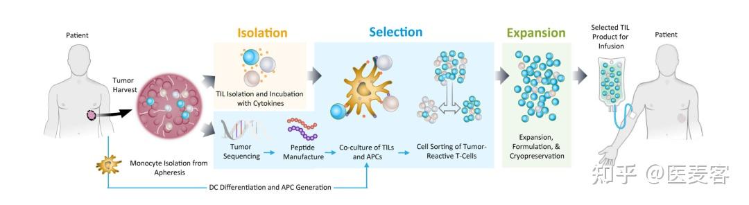 “精选TIL”细胞疗法获FDA批准临床，致力突破现有TIL产品局限性 - 知乎