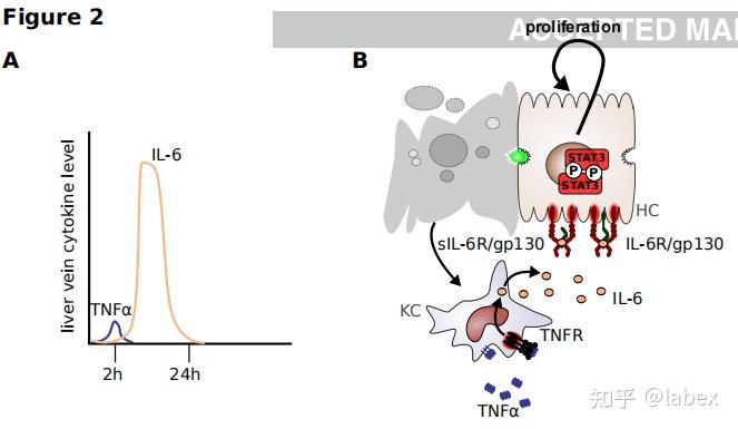 炎性多因子检测之白介素细胞6(IL-6) - 知乎