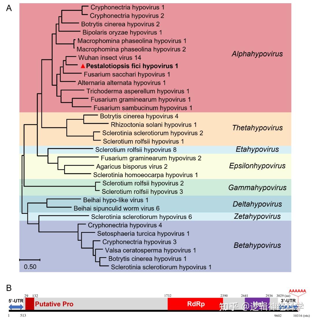 PLoS Pathog︱华中农业大学徐文兴团队在茶病原真菌内发现一种特殊的卫星RNA，拓展了已有卫星RNA的定义 - 知乎