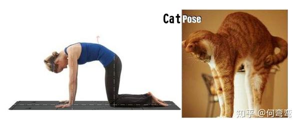 正位瑜伽——猫式变形式(一) 知乎
