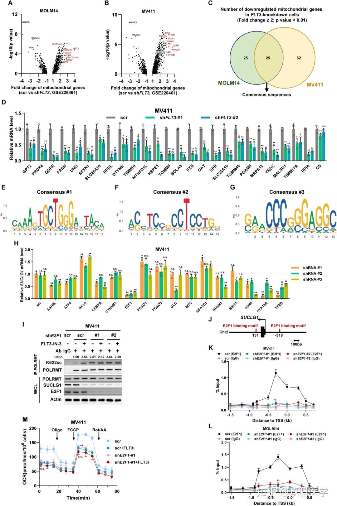 IF=11.4 一区！SUCLG1 限制 POLRMT 琥珀酰化以增强线粒体生物发生和白血病进展 - 知乎