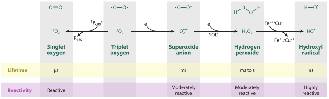 植物的“双刃剑”——活性氧 - 知乎