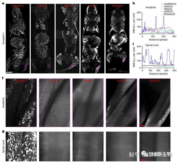 Nature Biotechnology（IF=46.9）：组织透明化技术新突破——小鼠全身免疫荧光标记结合组织透明化技术获得完整小鼠三维整体 ...