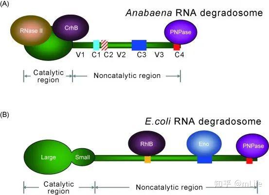 mLife | 生命短暂，艺术长流——蓝细菌及模式细菌中的RNA降解调控 - 知乎