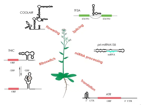 NAR | 丁一倞团队首次在体内发现RNA结构对miRNA剪切的作用 - 知乎