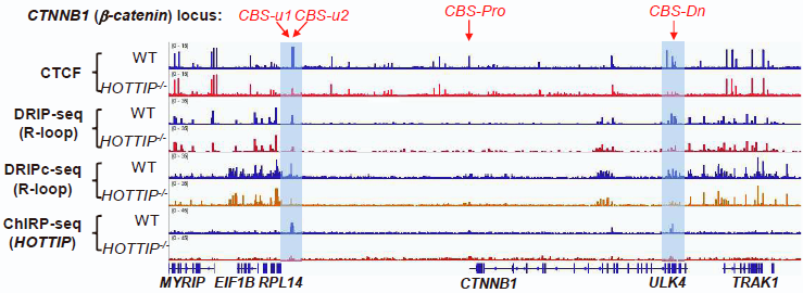 特殊DNA-RNA互作R-loop丰富基因转录的表观调控机制 - 知乎