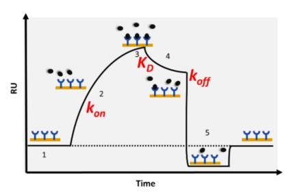 SPR原理及Affinité分子互作系统介绍 - 知乎