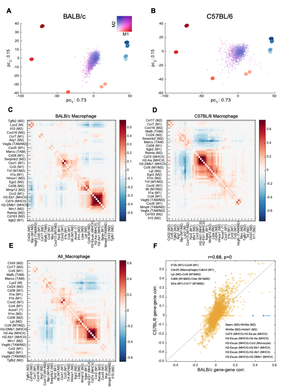 FEBS LETTER丨单细胞测序探讨BALB/c和C57BL/6小鼠巨噬细胞的区别 - 知乎